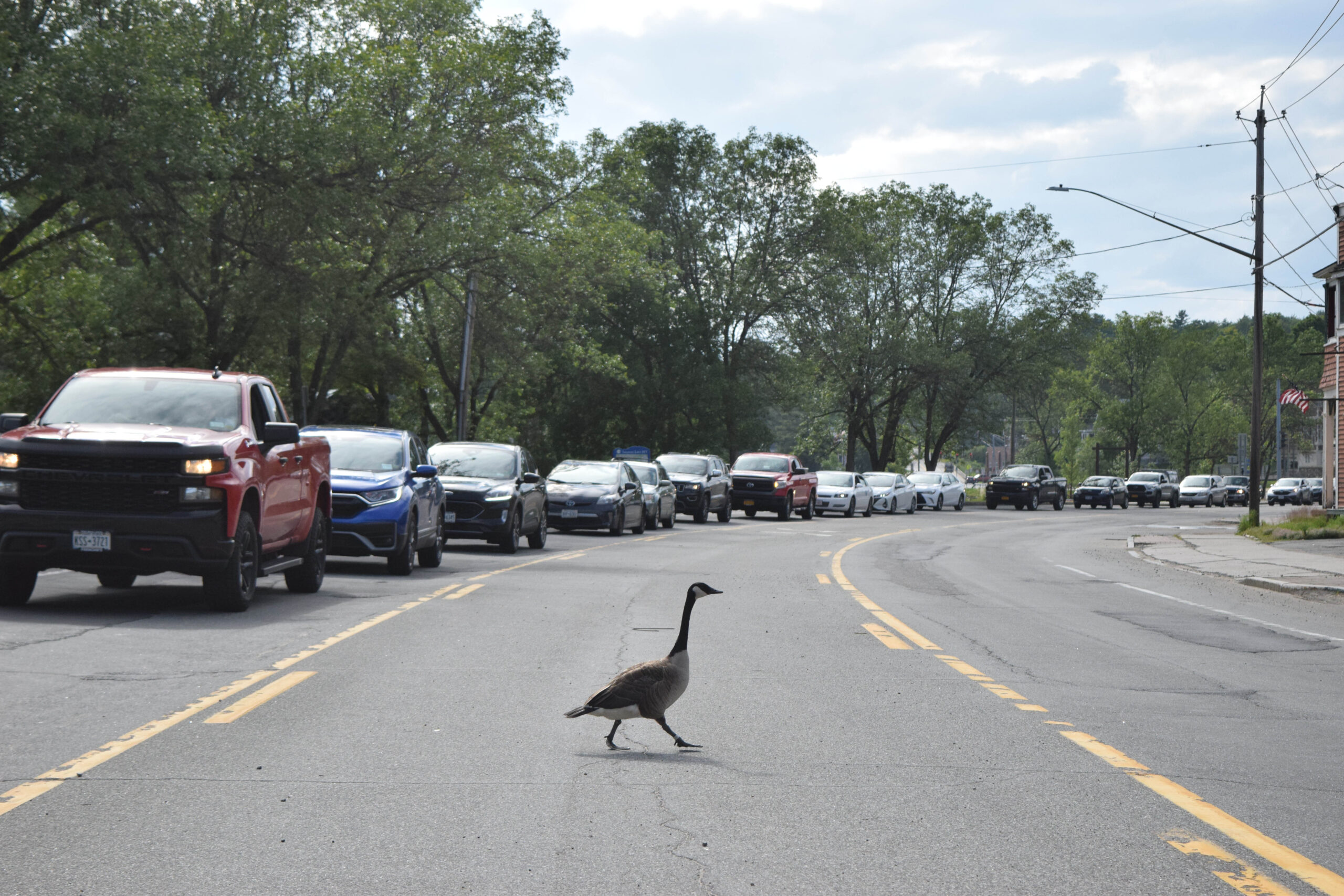 Why did the goose cross the road? | News, Sports, Jobs - Adirondack ...